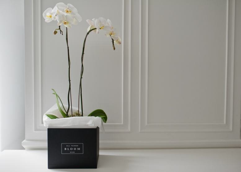 All Things Bloom | Articles & Interviews